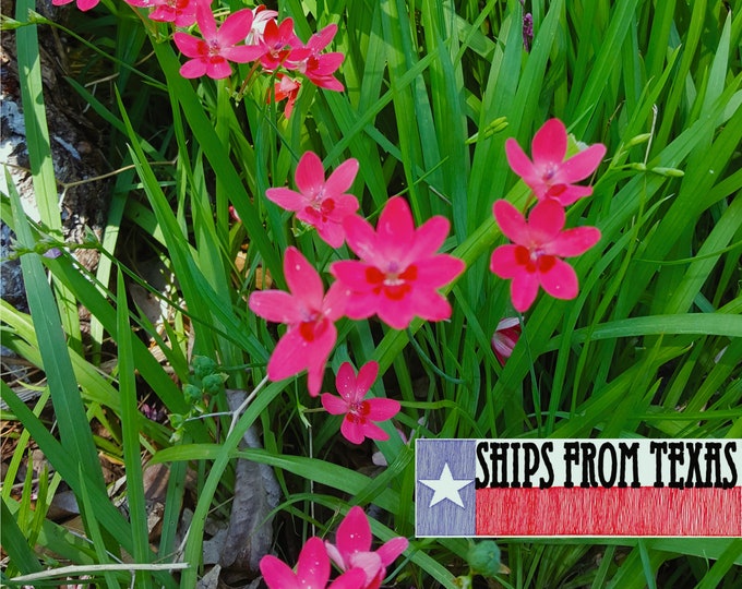 Very Hard to Find Live Plants!!! False Freesia, ANOMATHECA LAXA ...