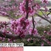 MEXICAN REDBUD, CERCIS Canadensis Var. Mexicana, Beautiful Spring ...