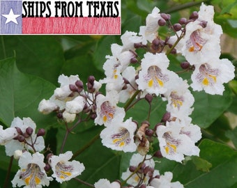 Southern Cigar Tree Seeds catalpa Bignonioides 15seeds - Etsy