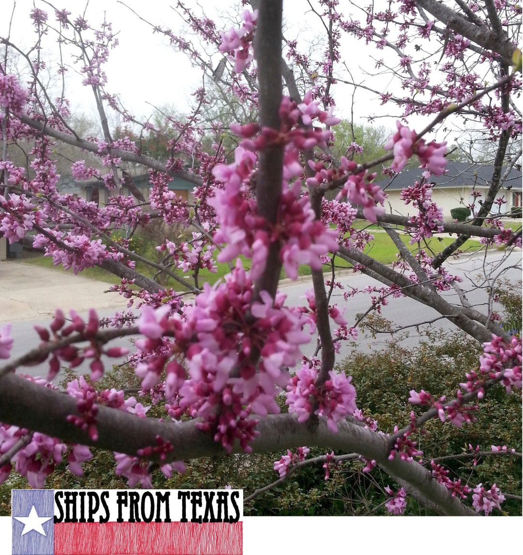 MEXICAN REDBUD, CERCIS Canadensis Var. Mexicana, Beautiful Spring ...