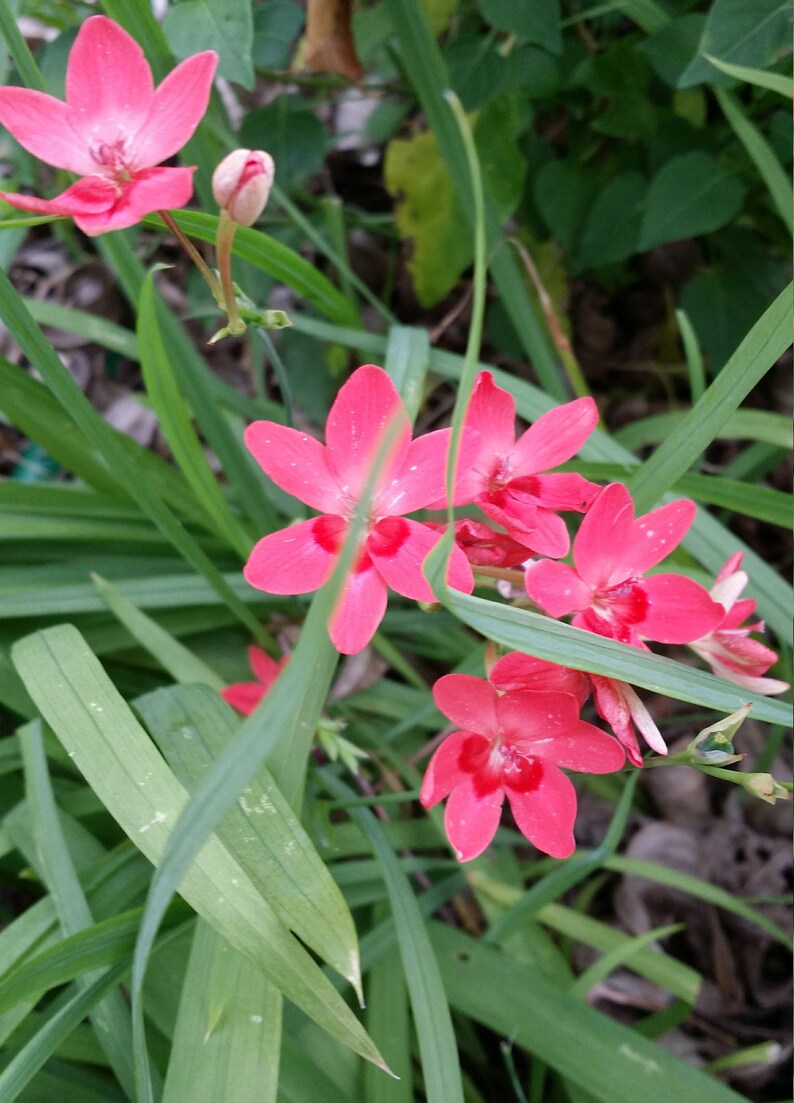False Freesia WOODLAND PAINTED PETALS Anomatheca Laxa. Rare | Etsy
