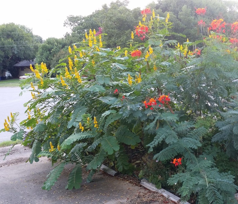 SENNA cassia Alata 50 Fresh Seeds...the Beautiful Lush | Etsy