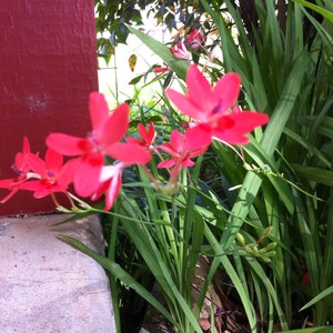 False Freesia, WOODLAND PAINTED PETALS, Anomatheca Laxa. Rare, Hard to ...