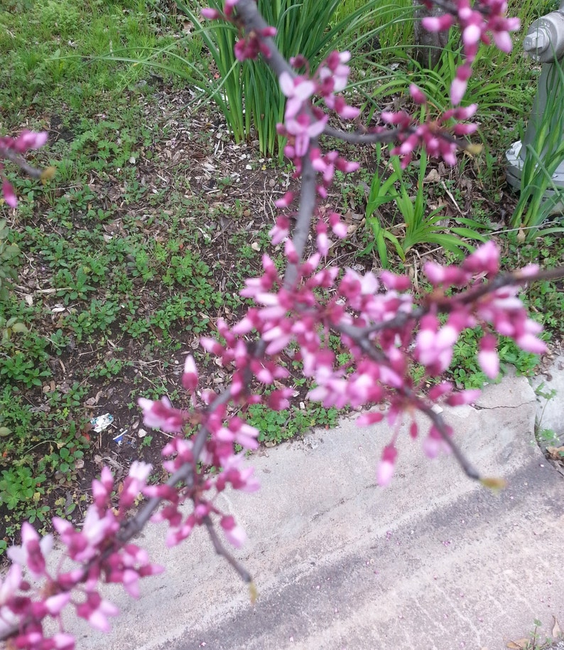 MEXICAN REDBUD CERCIS Canadensis Var. Mexicana Beautiful - Etsy