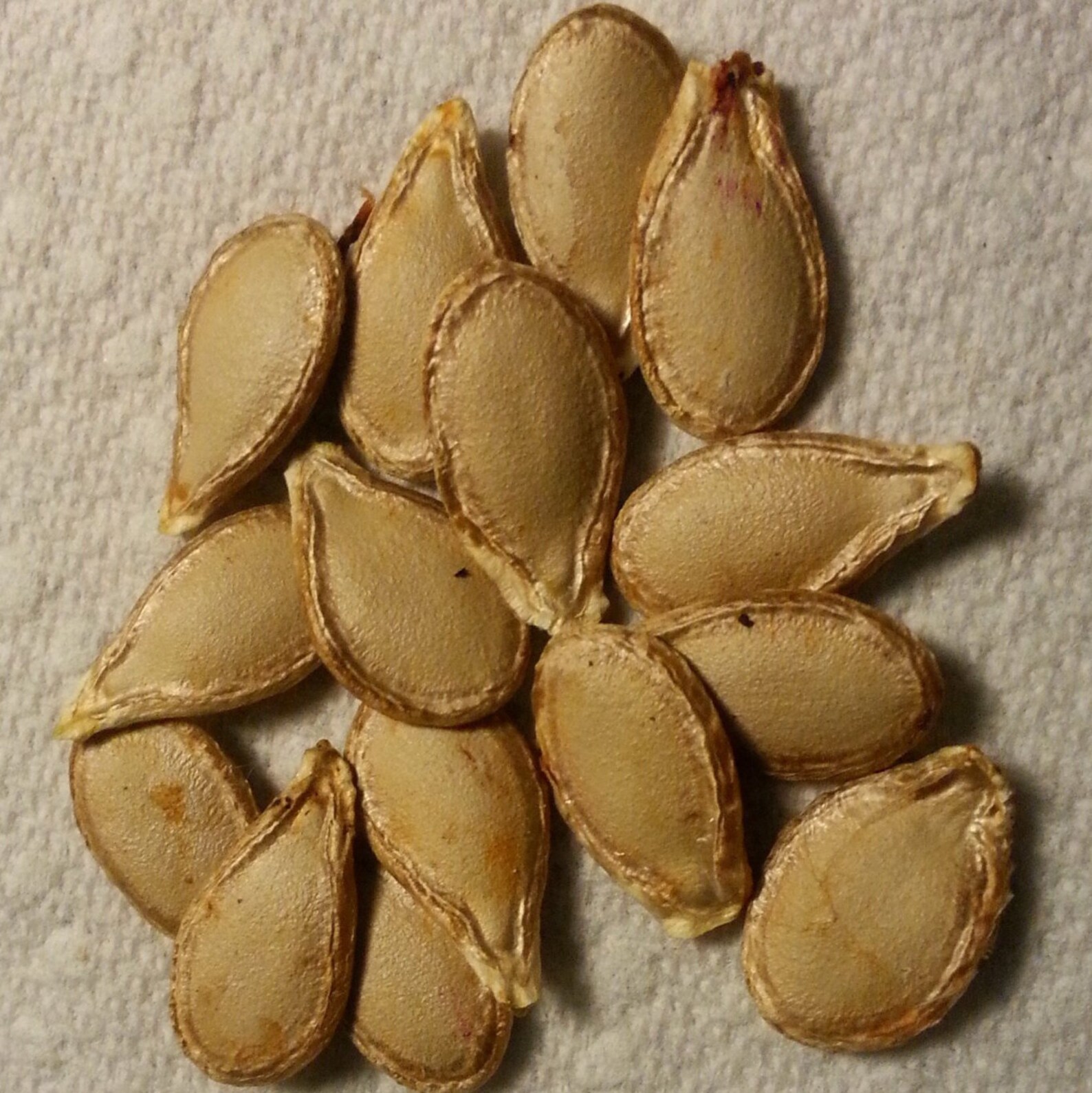CINDERELLA or FAIRYTALE Pumpkin/squash Cucurbita Moschata | Etsy