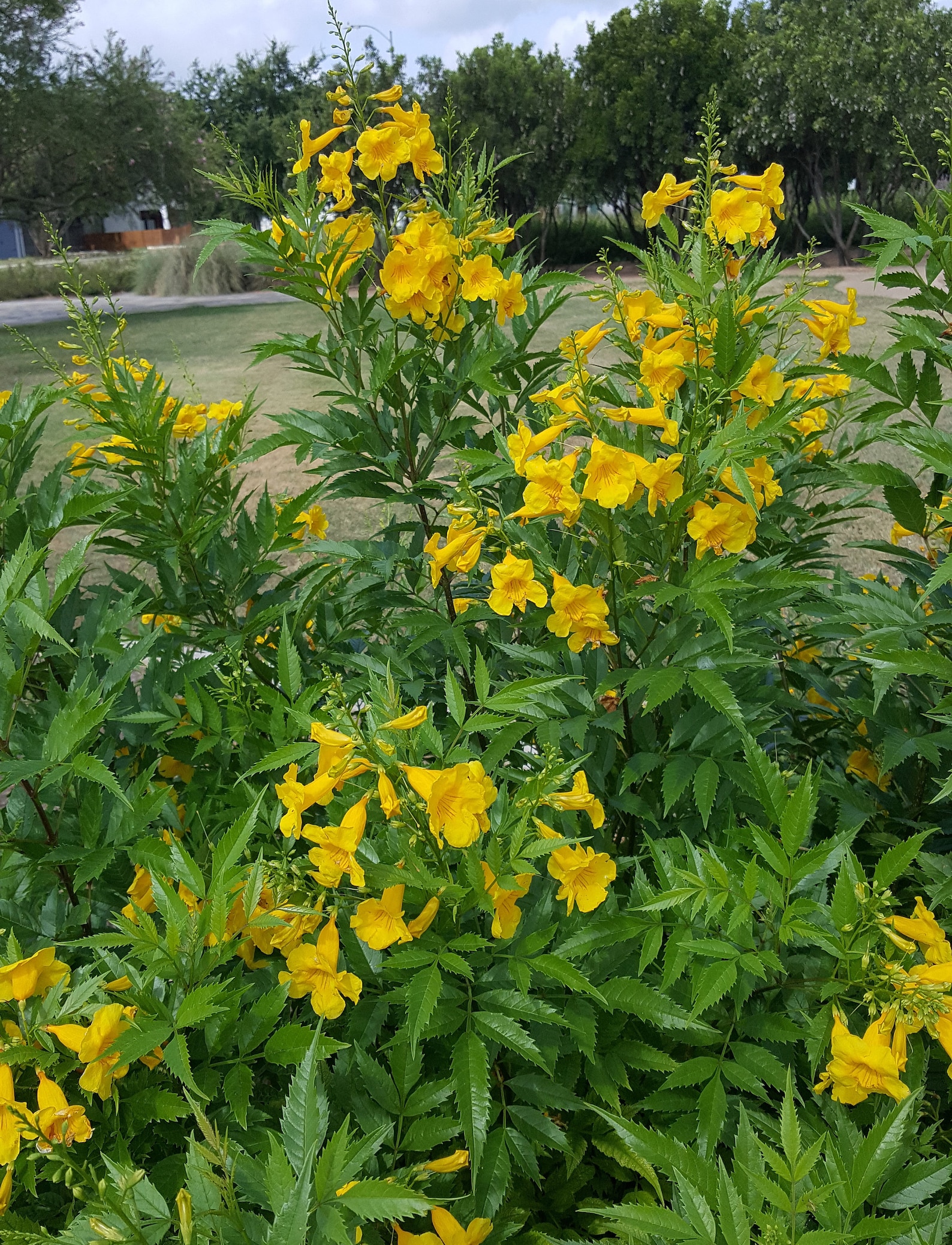 TECOMA STANS, Eperanza, Yellow Bells, Yellow Elder, Tronodor ...