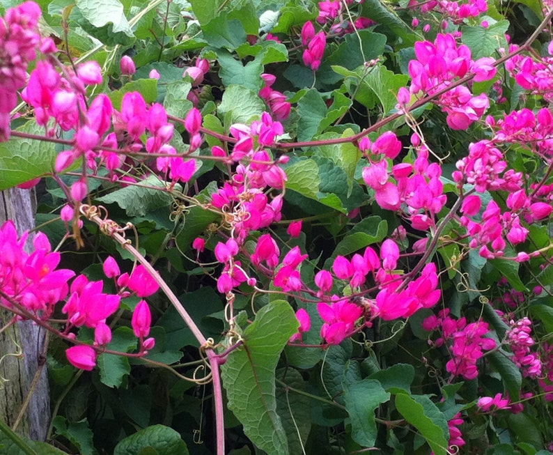 ANTIGONON LEPTOPUS (60 SEEDS), Aka Coral Vine, Queen's Crown, Queen's ...