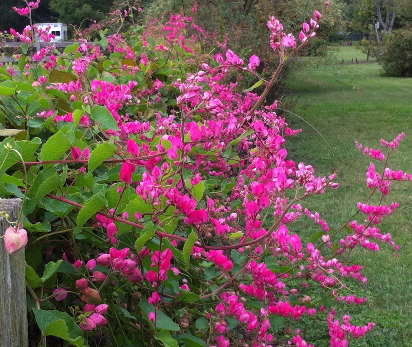 ANTIGONON LEPTOPUS (20 SEEDS), Aka Coral Vine, Queen's Crown, Queen's ...
