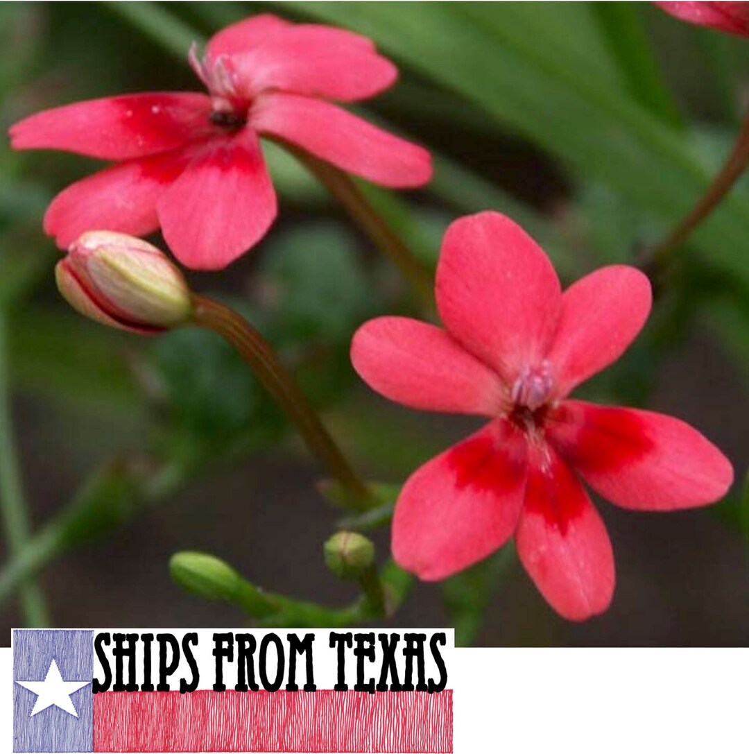 False Freesia, WOODLAND PAINTED PETALS, Anomatheca Laxa. Rare, Hard to ...