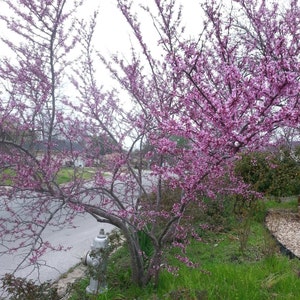 MEXICAN REDBUD, CERCIS Canadensis Var. Mexicana, Beautiful Spring ...