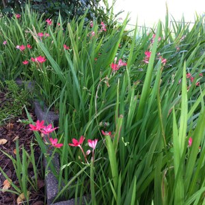False Freesia, WOODLAND PAINTED PETALS, Anomatheca Laxa. Rare, Hard to ...