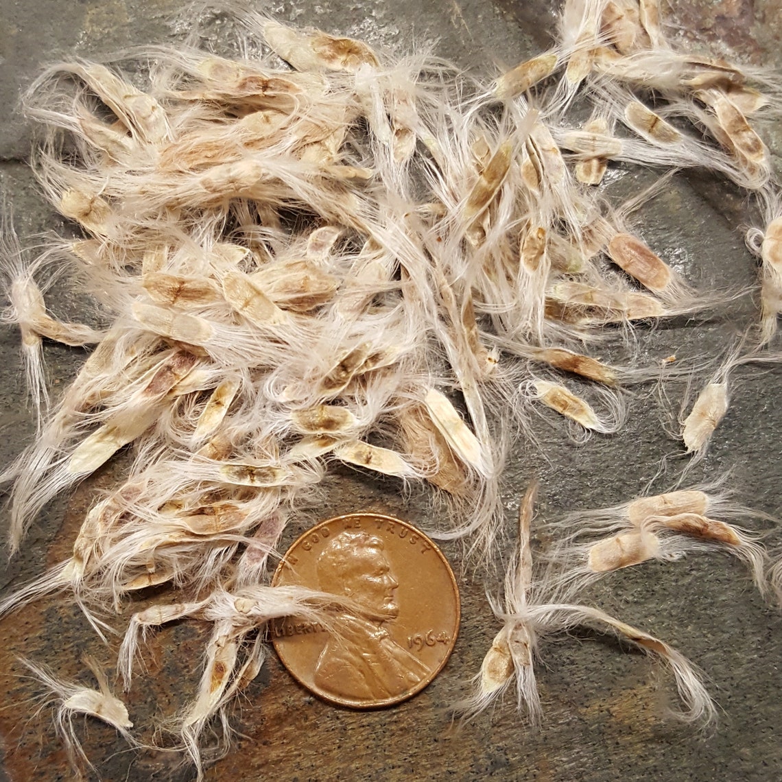 CHILOPSISI LINEARIS Texas Desert Willow Bow Willow Mimbre | Etsy