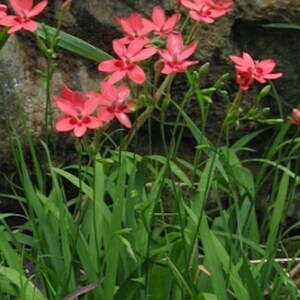 False Freesia, WOODLAND PAINTED PETALS, Anomatheca Laxa. Rare, Hard to ...