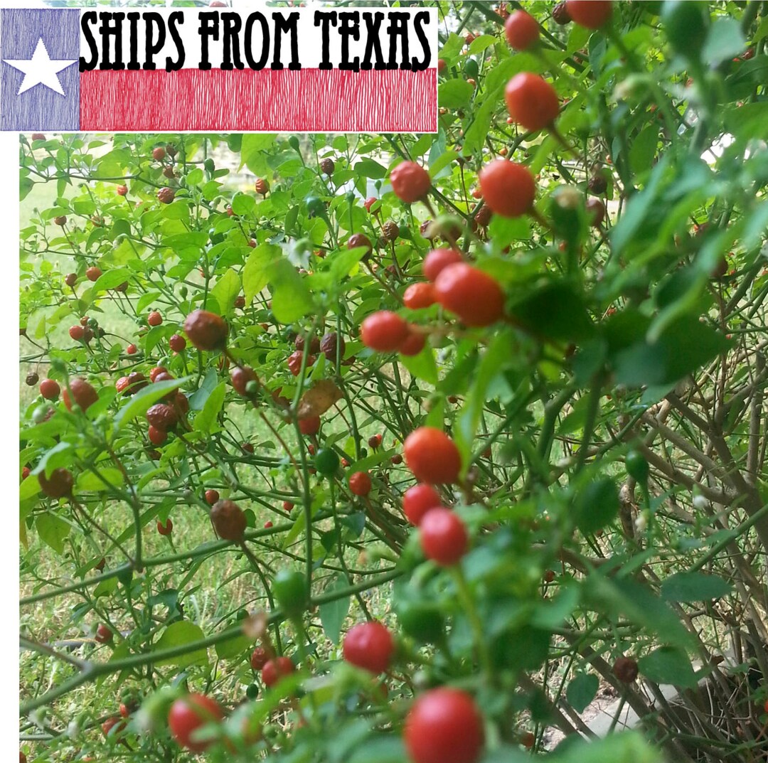 CHILE Petin/tepin/pequin (100 Fresh Homegrown Seeds) Capsicum Annuum ...