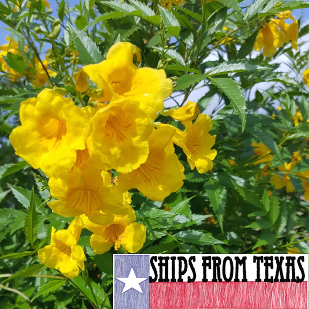 TECOMA STANS (50 Seeds) Eperanza, Yellow Bells, Yellow Elder, Tronodor ...