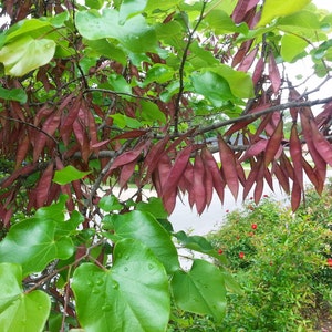 MEXICAN REDBUD, CERCIS Canadensis Var. Mexicana, Beautiful Spring ...