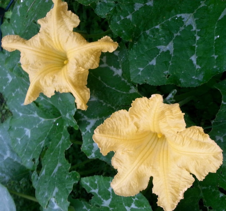 CINDERELLA or FAIRYTALE Pumpkin/squash Cucurbita Moschata - Etsy