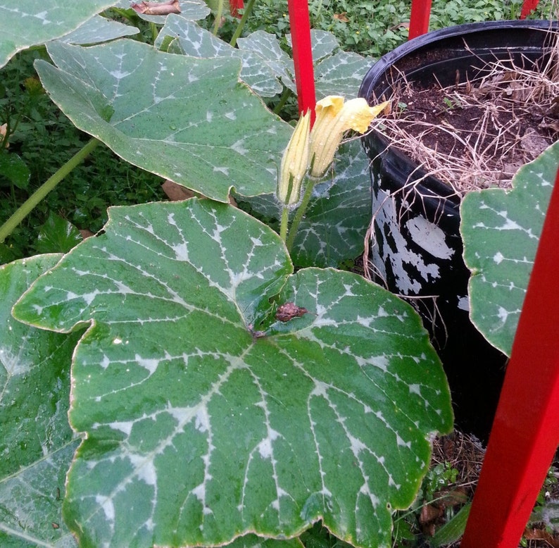 CINDERELLA or FAIRYTALE Pumpkin/squash Cucurbita Moschata - Etsy
