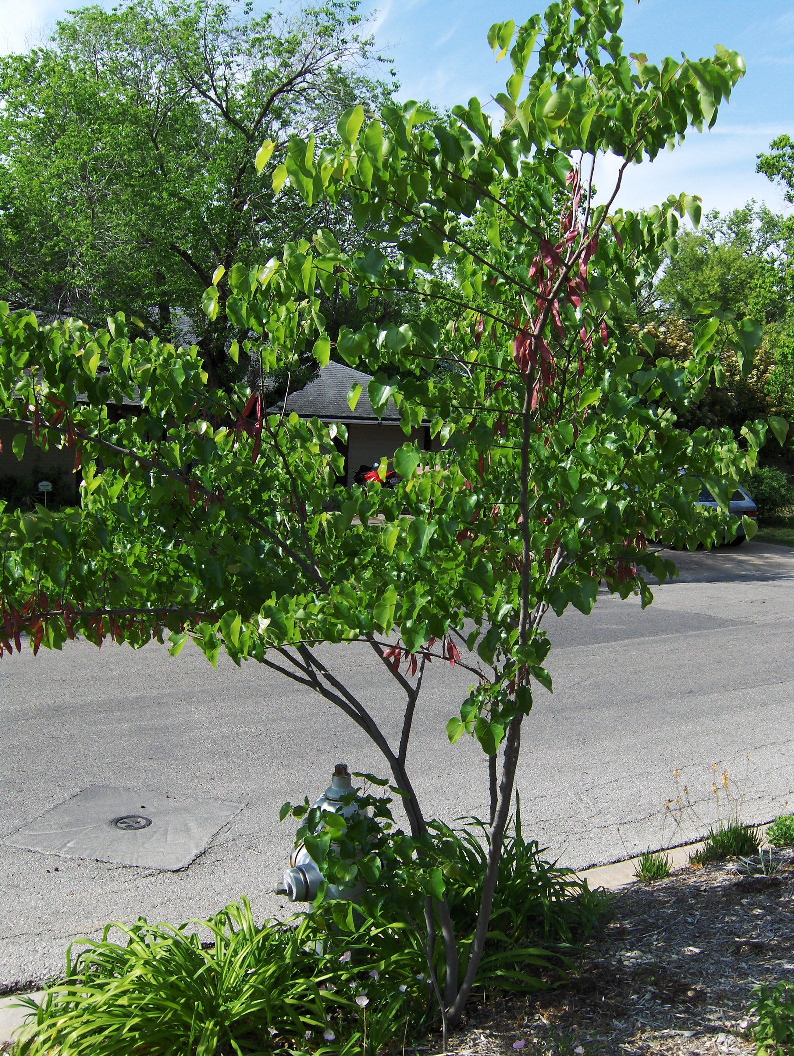 MEXICAN REDBUD, CERCIS Canadensis Var. Mexicana, Beautiful Spring ...