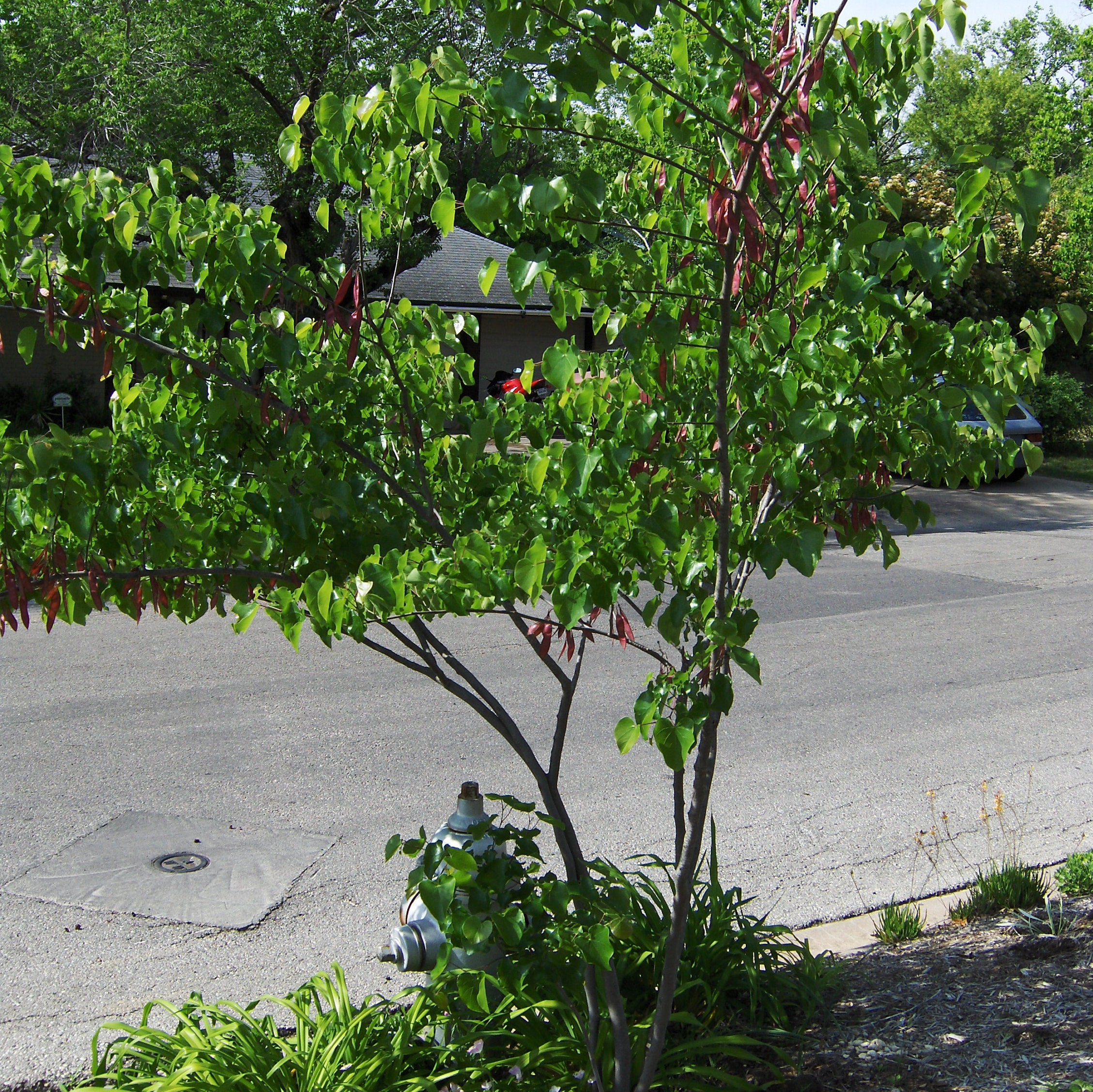 MEXICAN REDBUD CERCIS canadensis var. mexicana Beautiful | Etsy