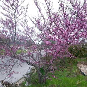MEXICAN REDBUD, CERCIS Canadensis Var. Mexicana, Beautiful Spring ...