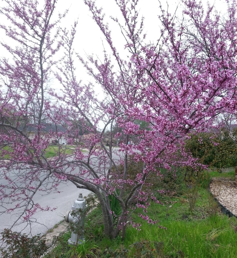 MEXICAN REDBUD CERCIS Canadensis Var. Mexicana Beautiful | Etsy