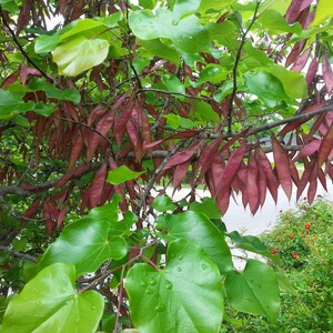MEXICAN REDBUD, CERCIS Canadensis Var. Mexicana, Beautiful Spring ...