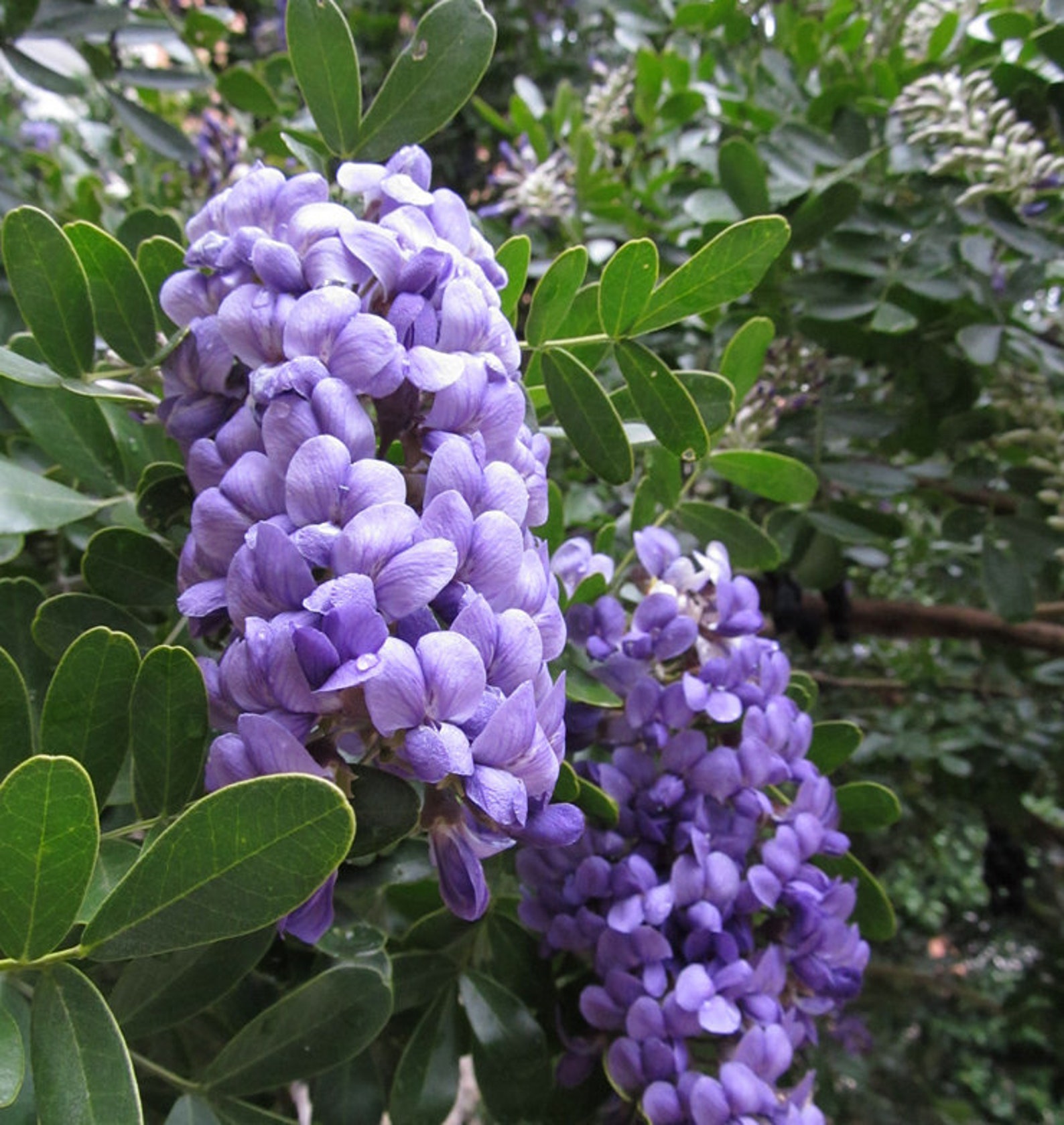 TEXAS MOUNTAIN LAUREL Sophora secundiflora Calia | Etsy