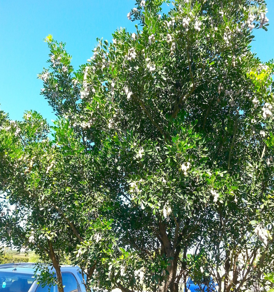 TEXAS MOUNTAIN LAUREL Sophora secundiflora Calia | Etsy