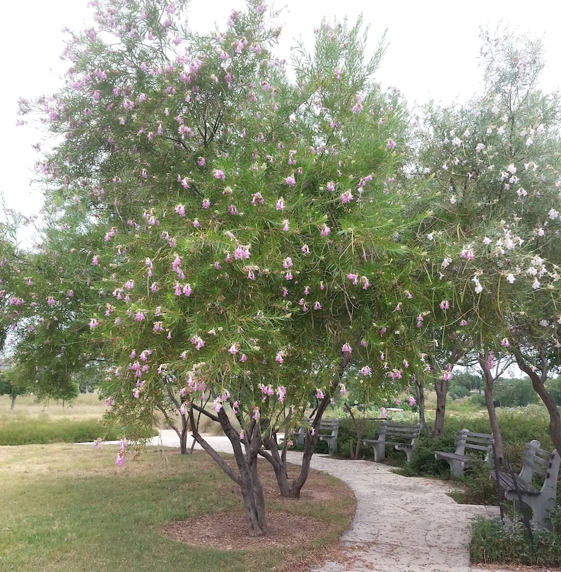 CHILOPSISI LINEARIS Texas Desert Willow Bow Willow Mimbre - Etsy