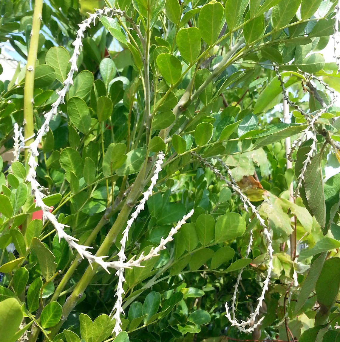 TEXAS MOUNTAIN LAUREL Sophora secundiflora Calia | Etsy