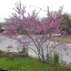 MEXICAN REDBUD, CERCIS Canadensis Var. Mexicana, Beautiful Spring ...