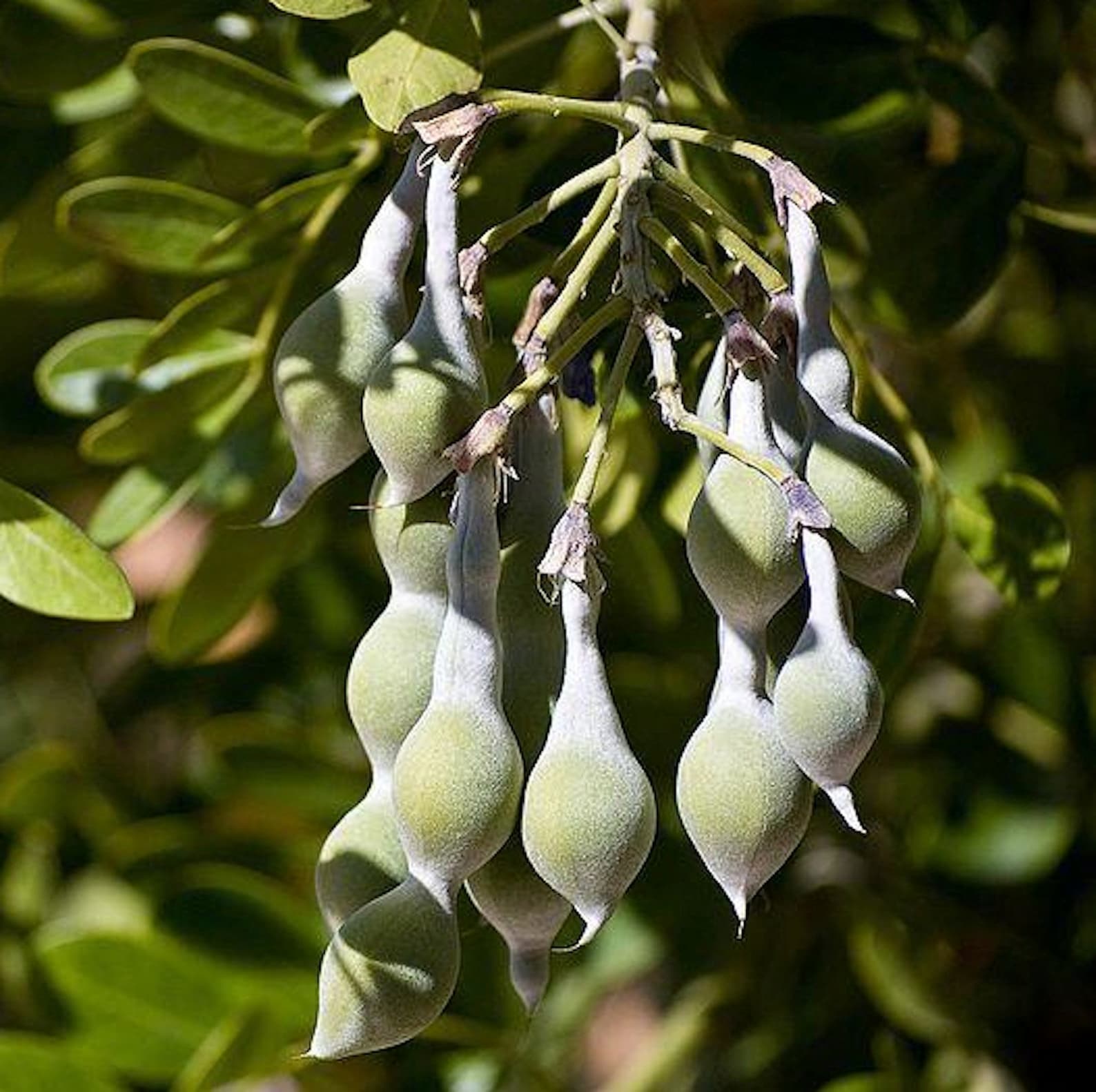 TEXAS MOUNTAIN LAUREL Sophora secundiflora Calia | Etsy