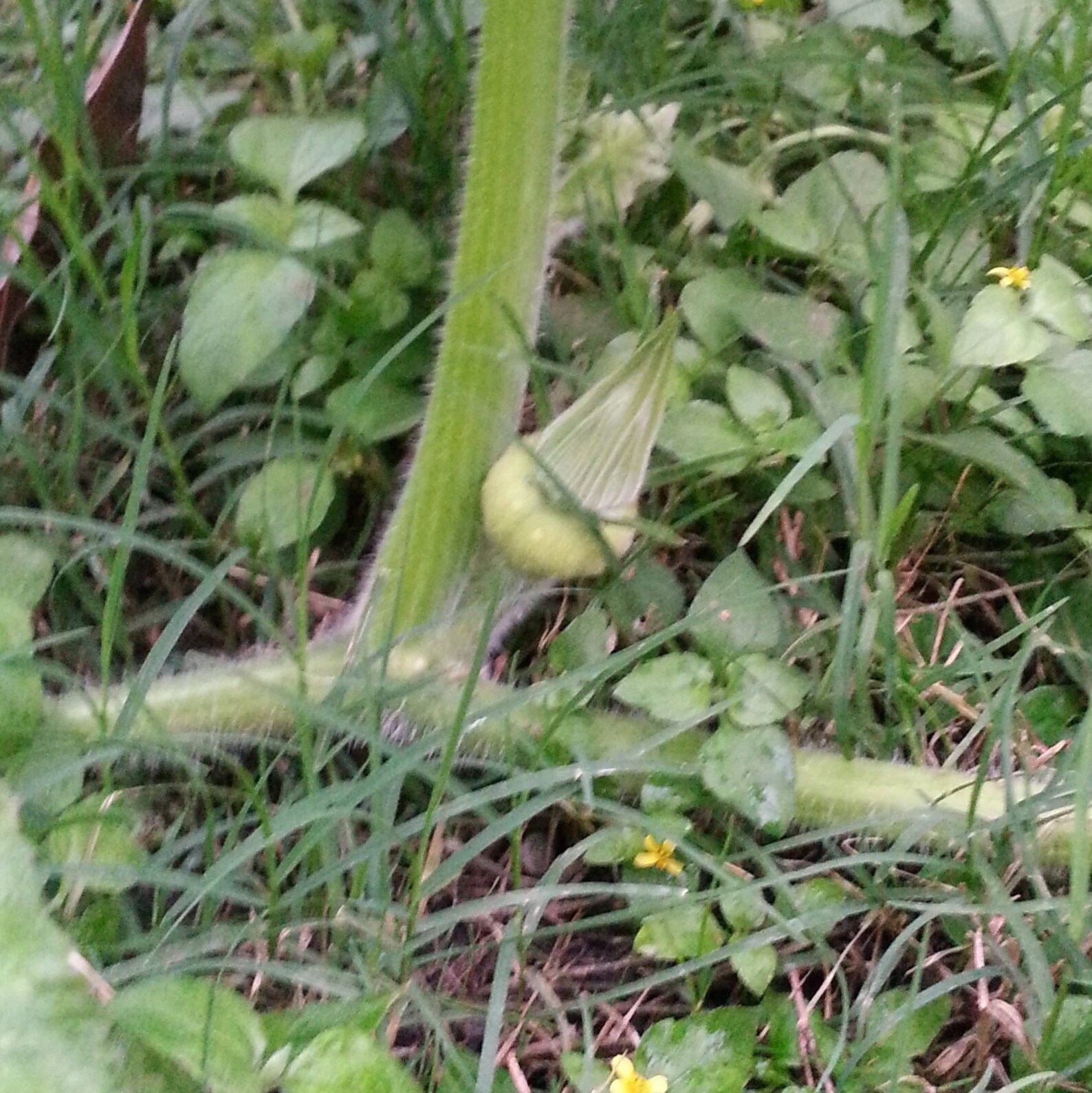 CINDERELLA or FAIRYTALE Pumpkin/squash Cucurbita Moschata | Etsy