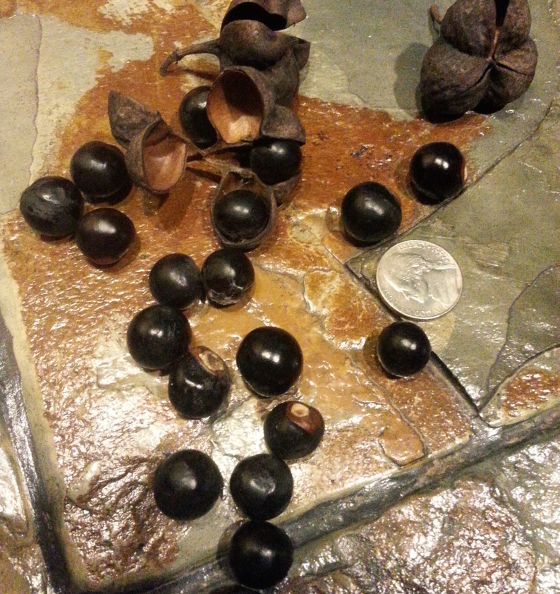 MEXICAN BUCKEYE Ungnadia Speciosa Wonderful Native Texas - Etsy