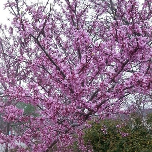 MEXICAN REDBUD, CERCIS Canadensis Var. Mexicana, Beautiful Spring ...