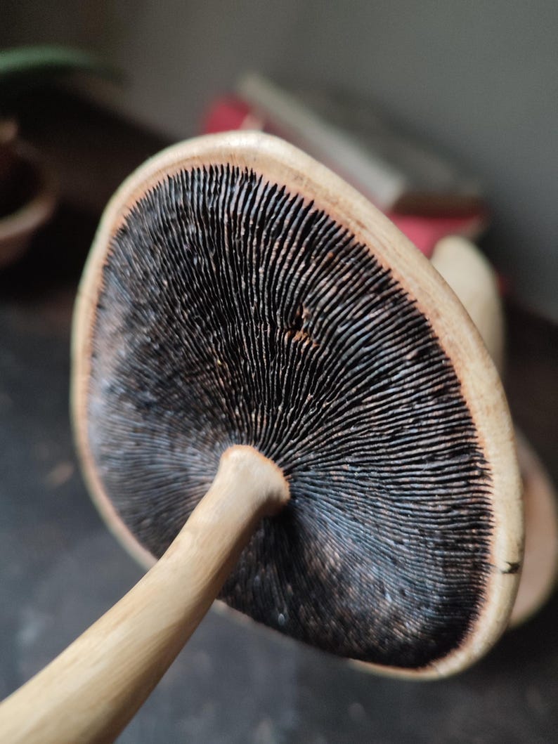 Oak Mushroom Carving - Handmade - Art Object - Home Decor - Woodcarving ...