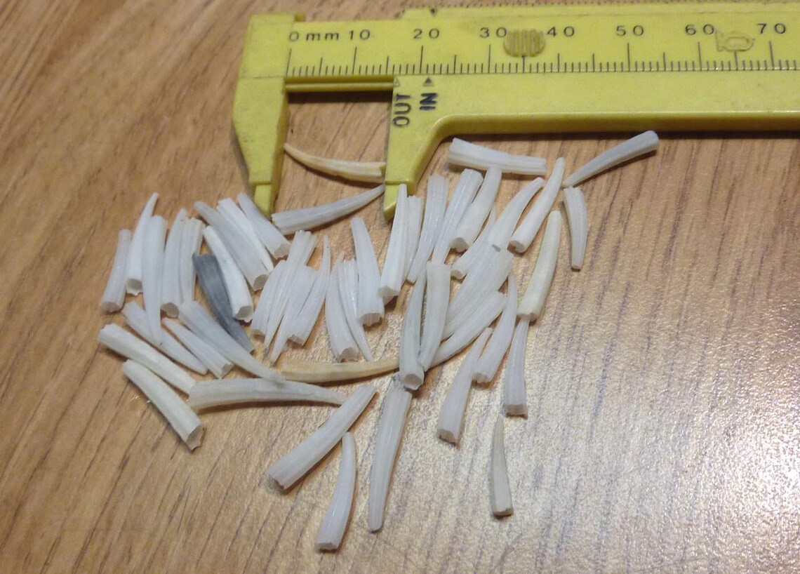 D Mix 2 -- 50 Dentilium Shells Shown in Photo, Mixed Sizes - Etsy