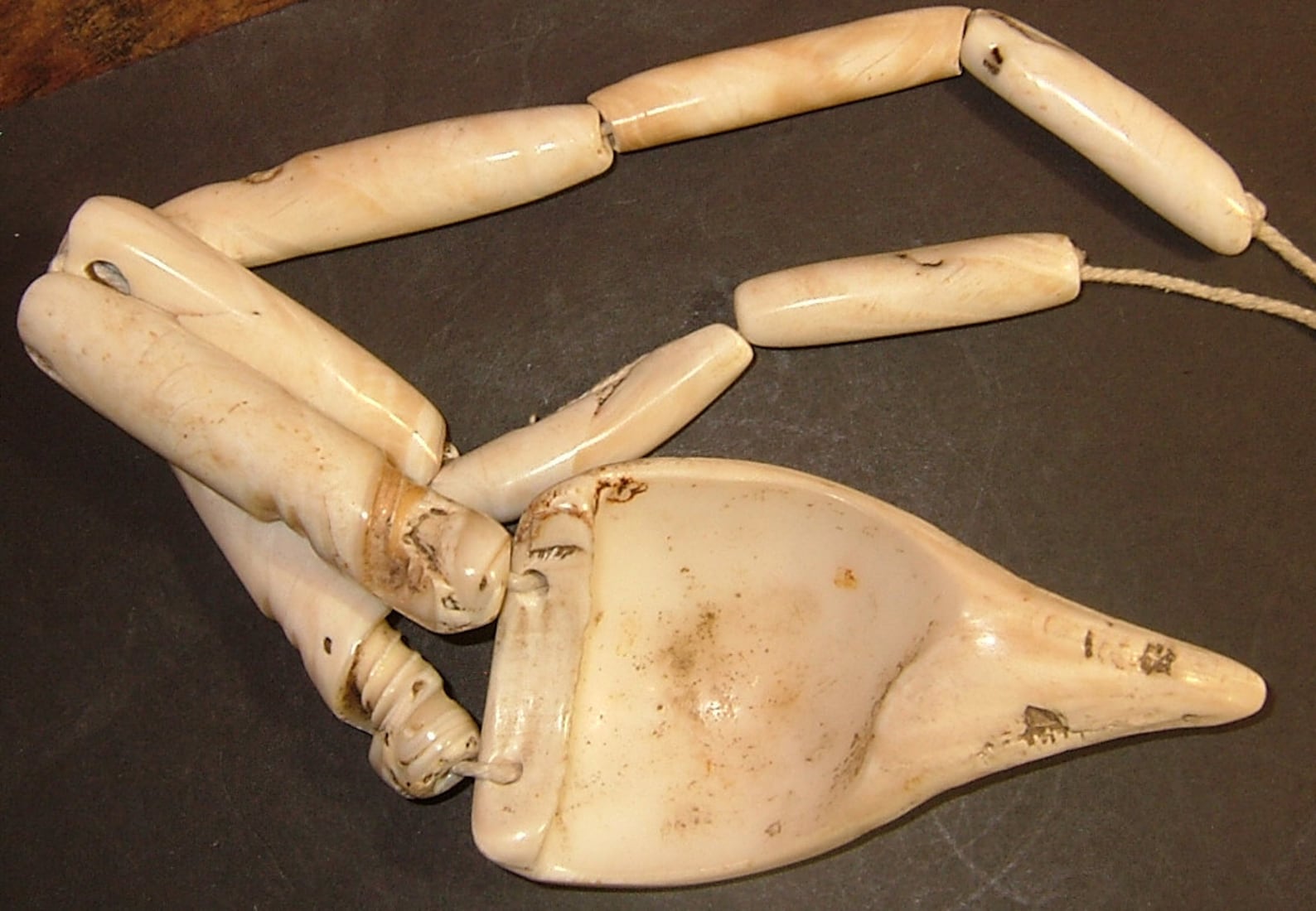 Old .strand of African Trade Conch Shells From Nagaland. Beautiful Rich ...