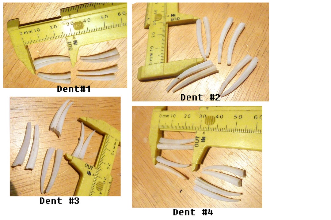 Dent #1-4 --dentalium, 4 Pairs , Average Size 25 Mm, Photo of Actual ...