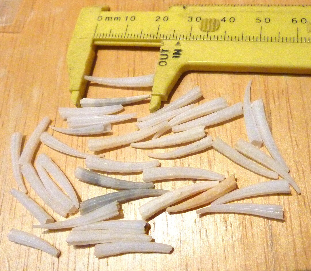 Den #7 -- 36 Dentalium Shell Beads as Shown in Image. - Etsy