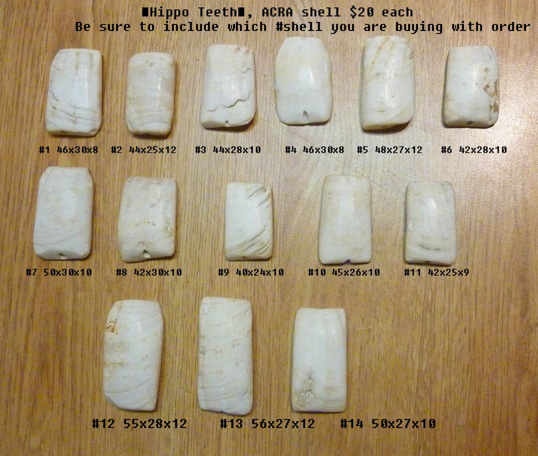Old Acra Shell hippo Tooth Beads From Nagaland, Sold Through the ...