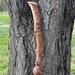 Twisted Maple Wood Walking Stick, Hiking Stick, Trekking Pole ...