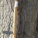 Twisted Sassafras Wood Cane With Antique Porcelain Insulator Knob ...