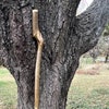 Twisted Ash Wood Staff, Walking Stick, Walking Cane, Hiking Stick ...
