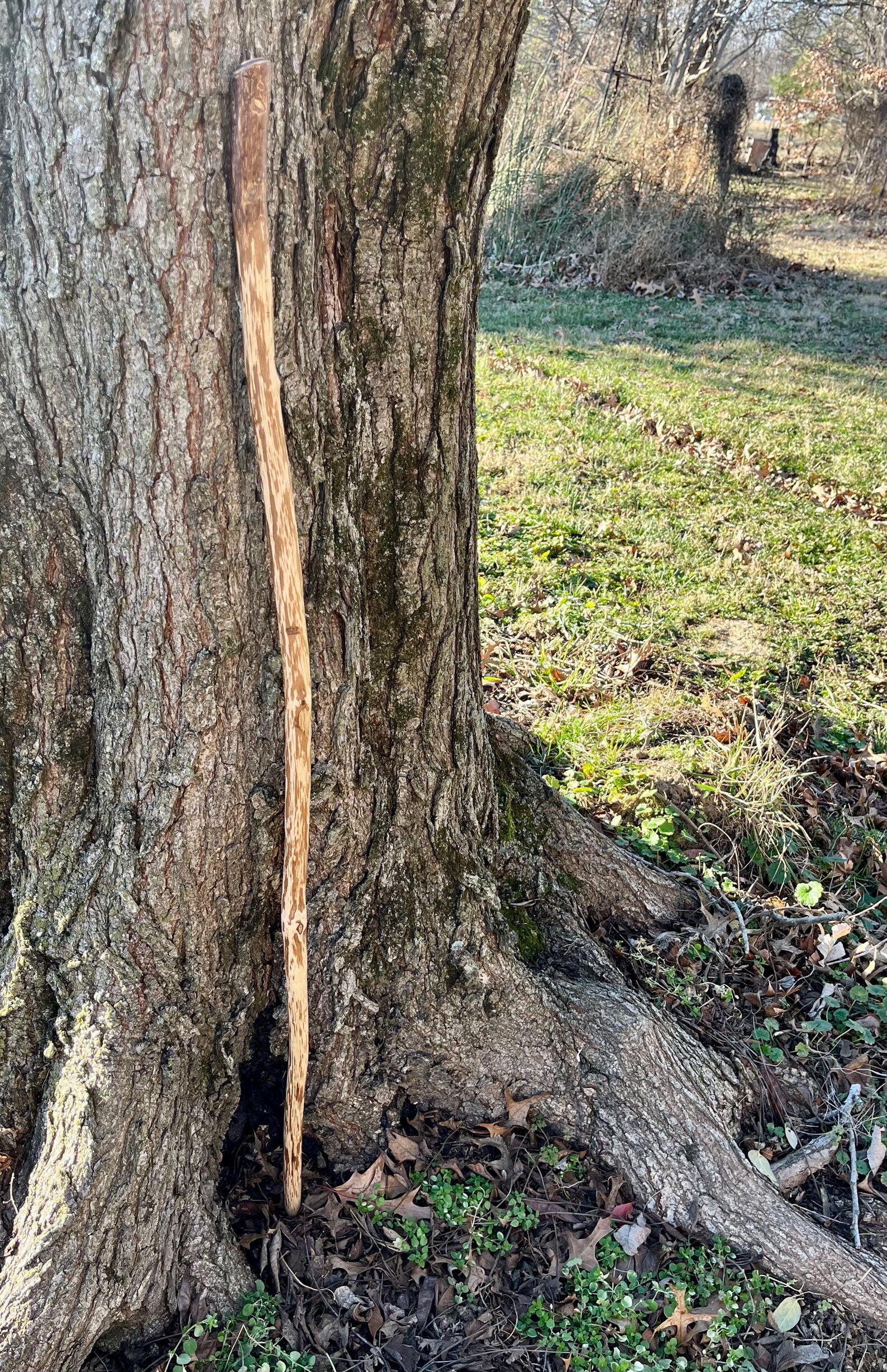Hazel Nut Wood Cane, Penny Stick, Walking Staff, Hiking Stick, Walking ...