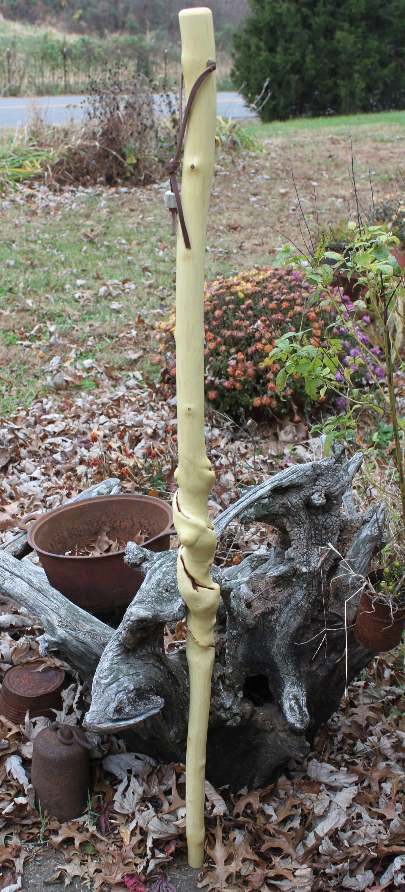 Twisted Box Elder Wood Cane Walking Stick Hiking Stick Trekking Pole or ...