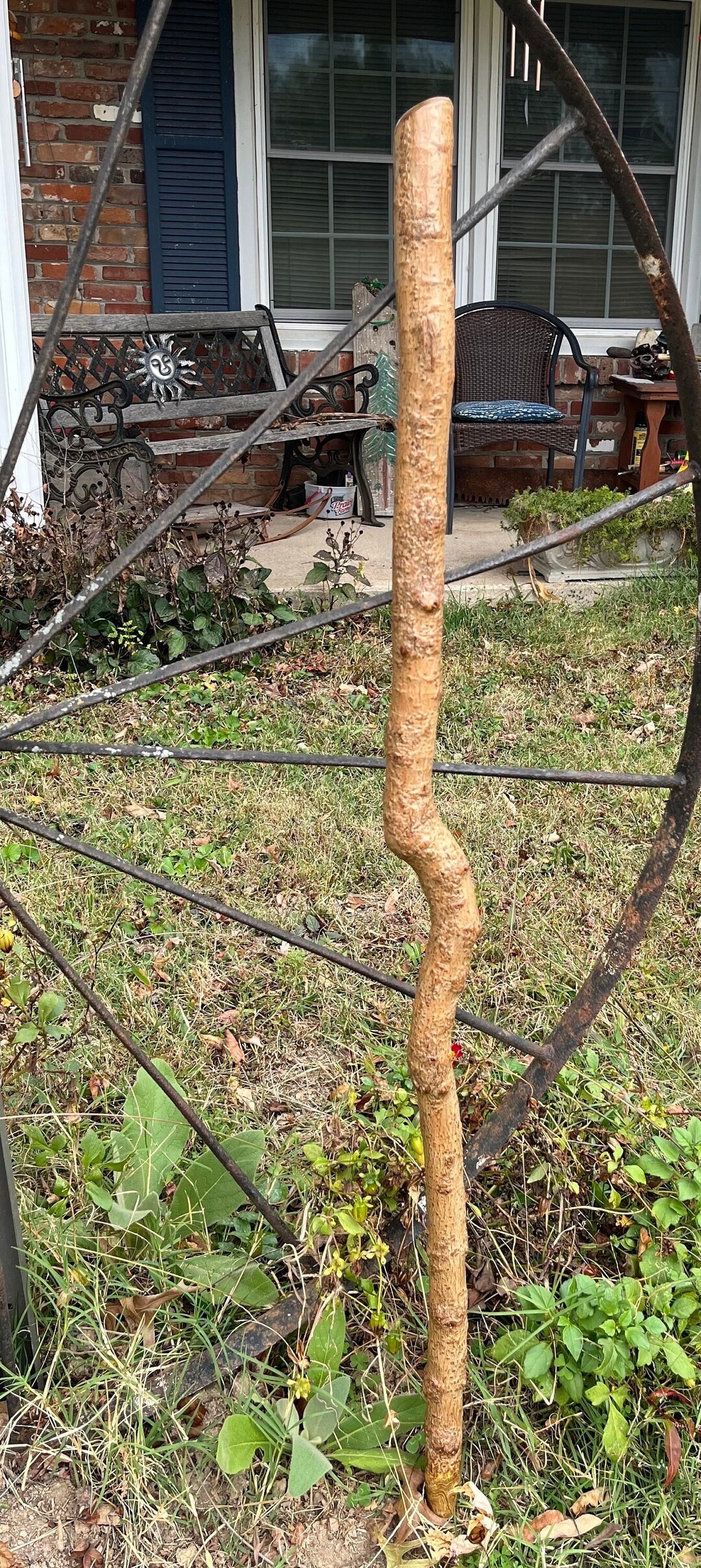 Box Elder Wood Cane, Walking Stick, Hiking Stick, Trekking Pole, Short ...
