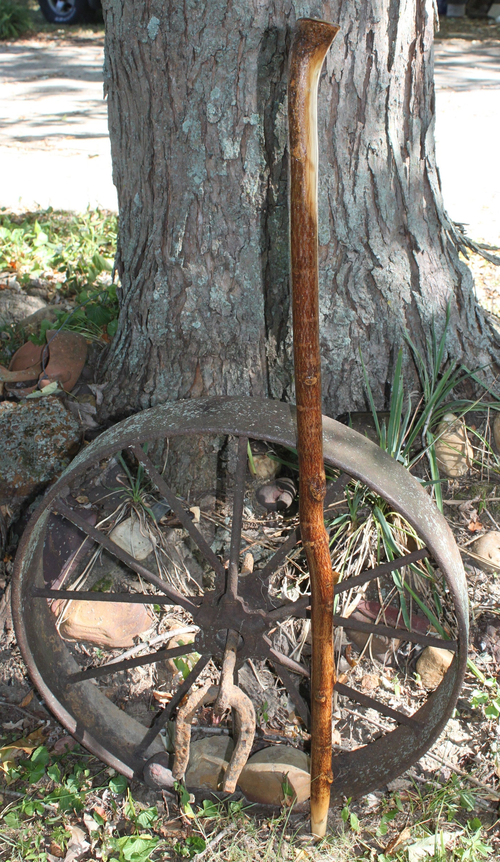 Poplar Wood Walking Stick, Hiking Stick, Staff, Trekking Pole ...