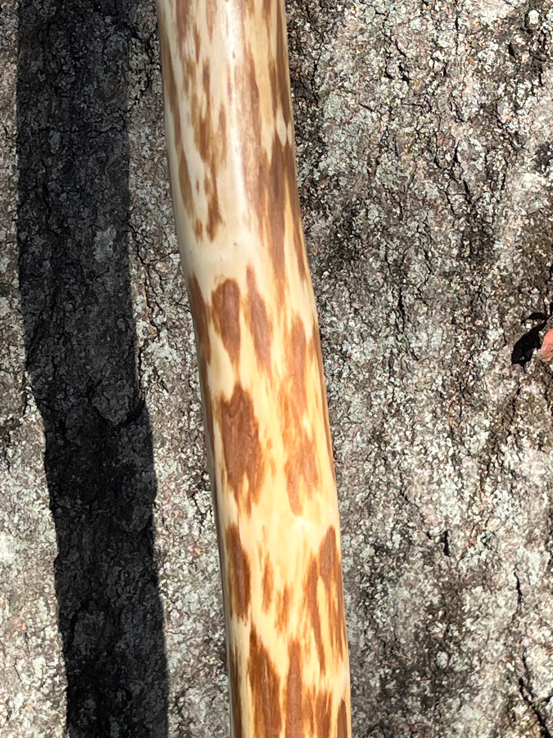 Natural Sweet Gum Wood Walking Stick, Shepherd Staff, Trekking Pole ...